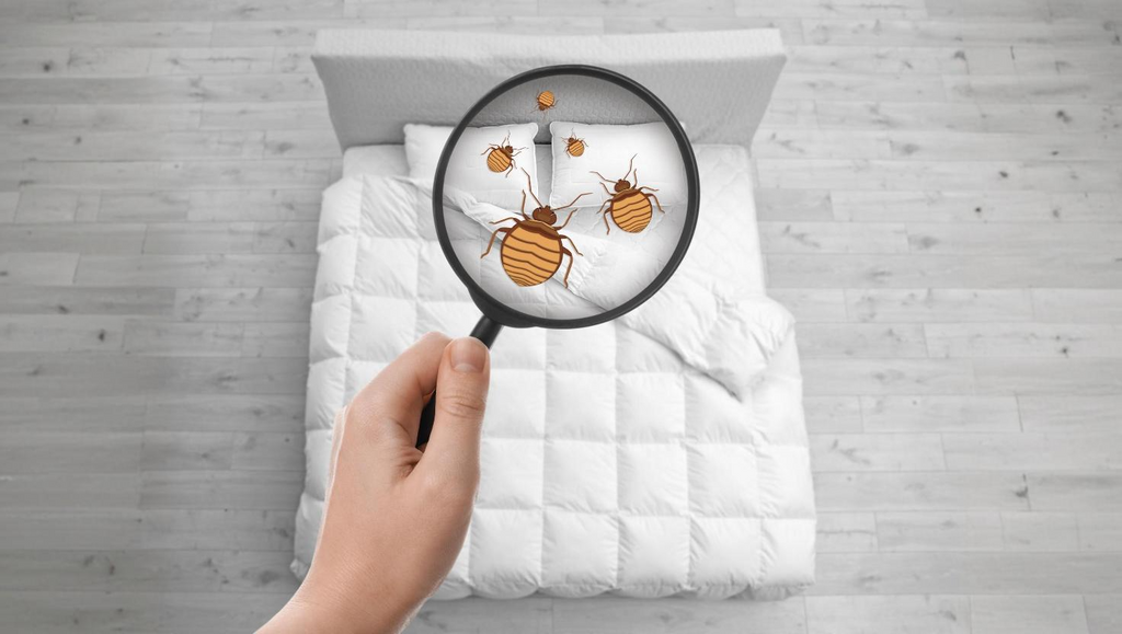 How to Get Rid of Dust Mites in Mattress: A Complete Guide – SLEEPYARD